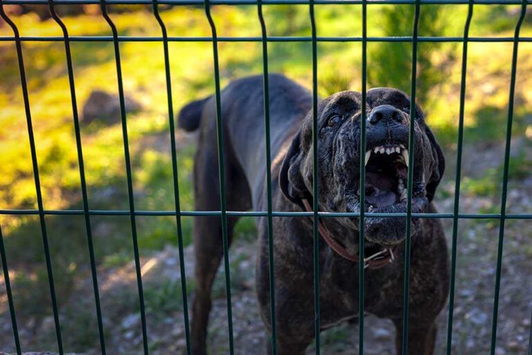 Dog SHOOTING — Police ACTION Under Fire | National US News