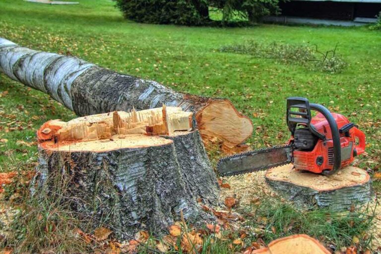 Veteran Tree Trimmer Impaled—Horrifying Fall | National US News
